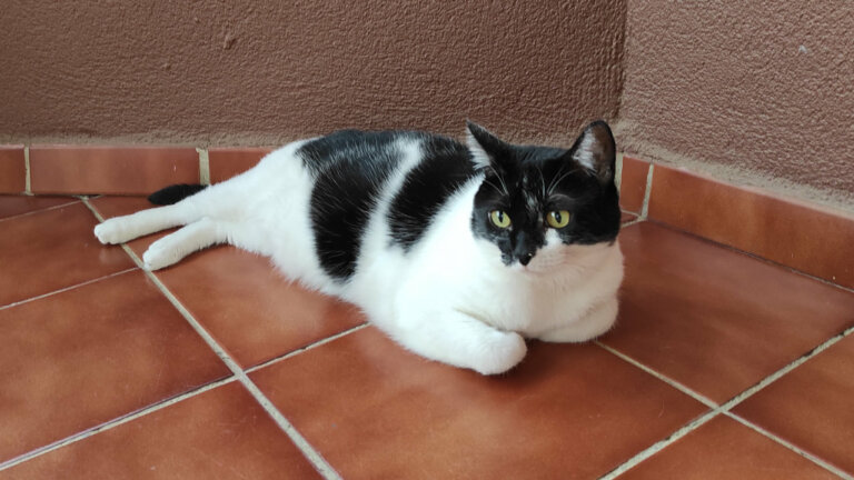 ¿Qué son los Gatos Mestizos? Características, Fotos y Vídeos
